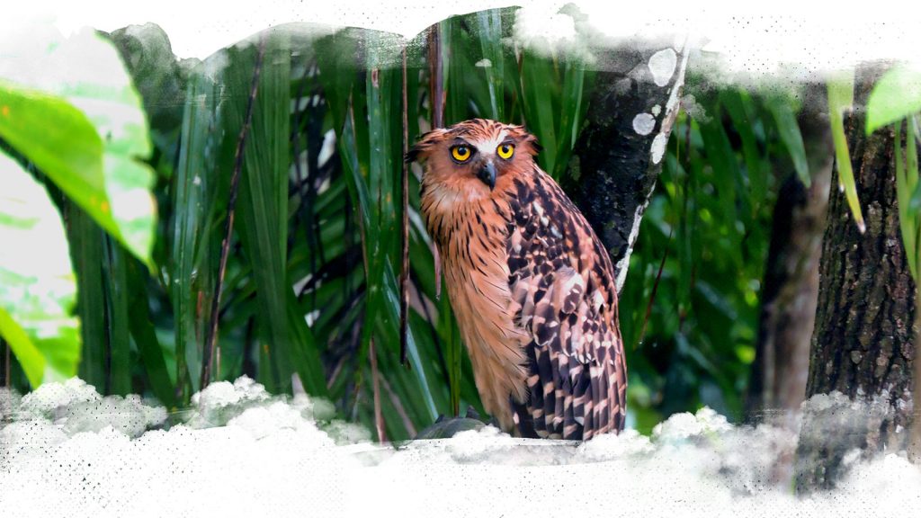 Facilities – Piasau Nature Reserve