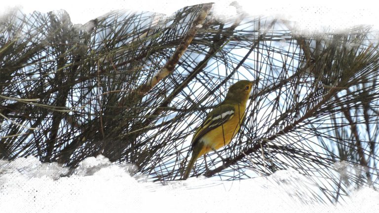 Contact Us | Piasau Nature Reserve